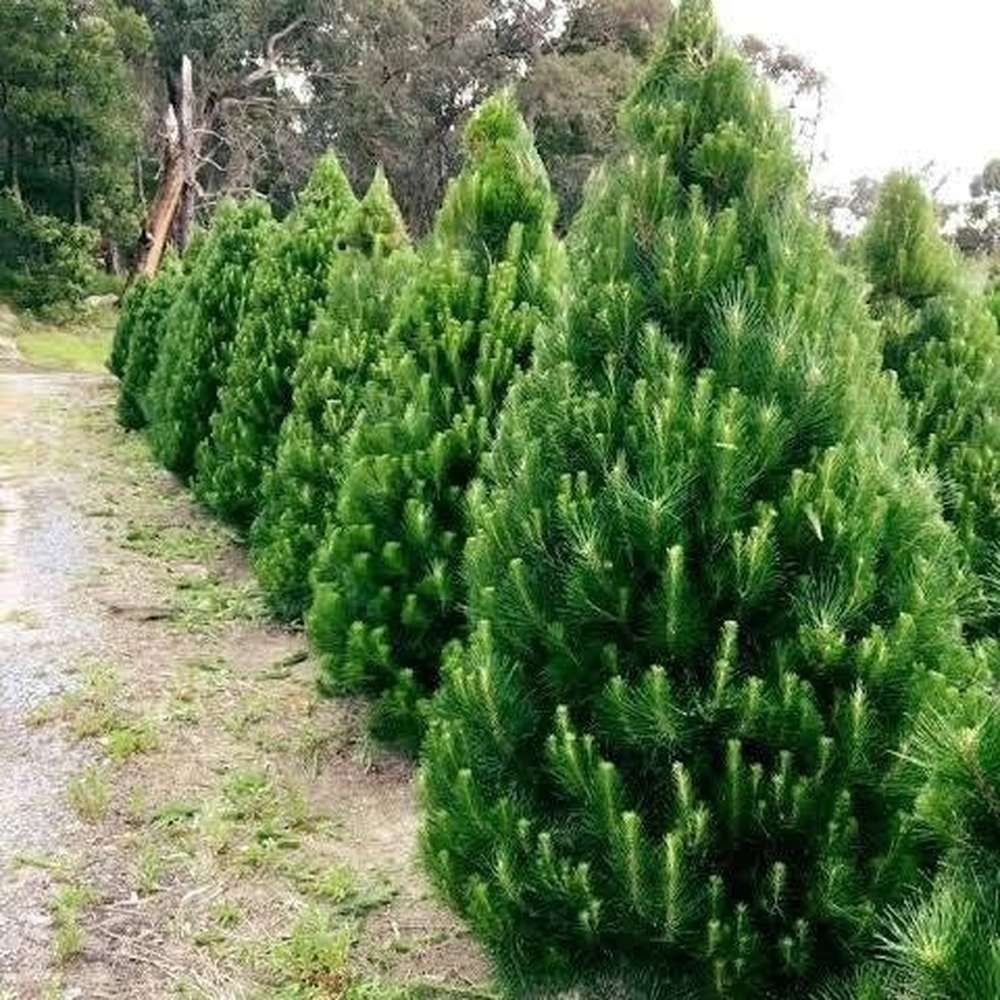 CHRISTMAS TREES – 1st Drysdale Scouts